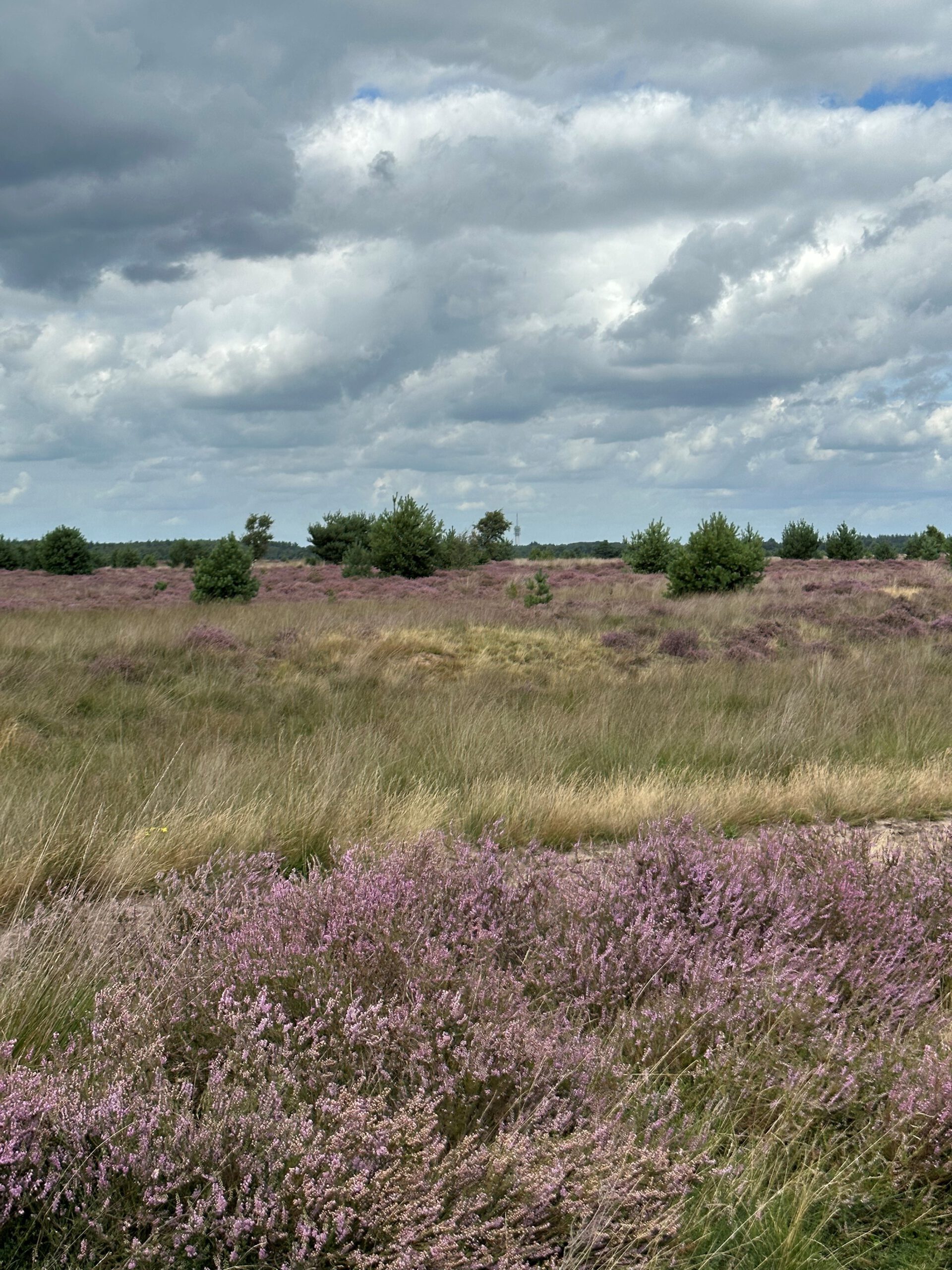 Strabrechtse heide - Sonja Verhoef